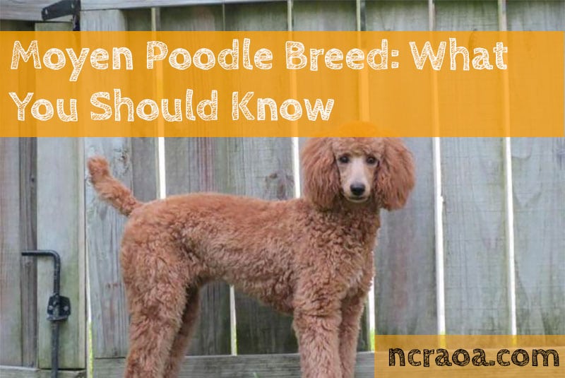 Moyen Poodle Breed Info: What You Should Know | NCRAOA