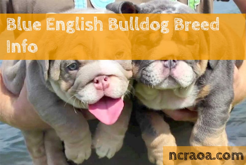 Blue English Bulldog Breed Info | NCRAOA