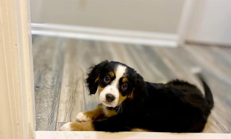 Mini Bernese Mountain Dog Breed Info | NCRAOA