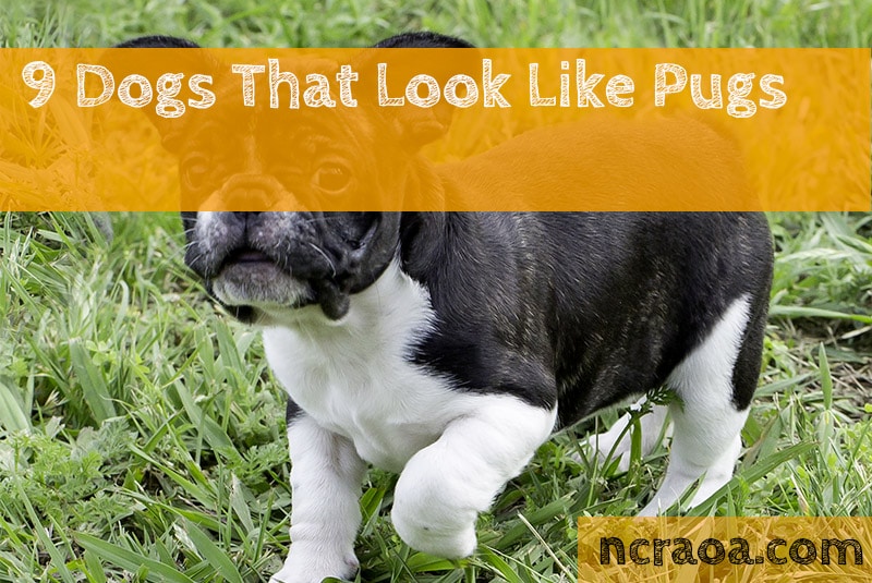 9 Dogs That Look Like Pugs (with Pictures) | National Canine Research ...