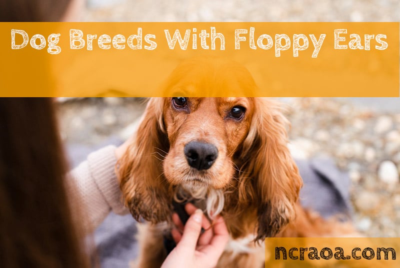 9 Dog Breeds With Floppy Ears (With Pictures!) | NCRAOA