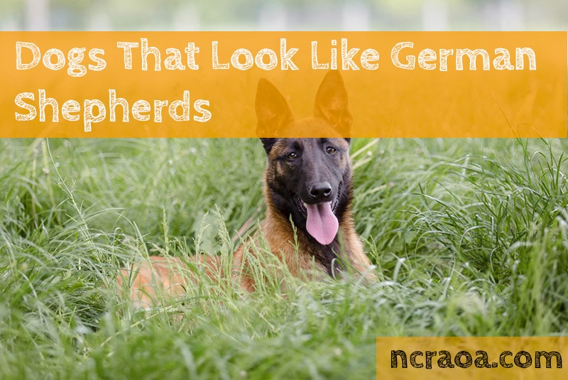 10 Dogs That Look Like German Shepherds (With Pictures) | NCRAOA