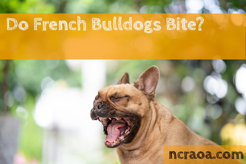 Do French Bulldogs Bite? | NCRAOA