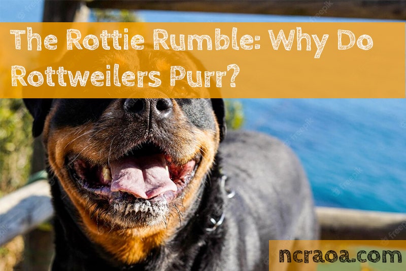 Rottie Rumble: Do Rottweilers Purr? | NCRAOA