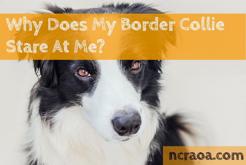 Why Does My Border Collie Stare At Me? | NCRAOA