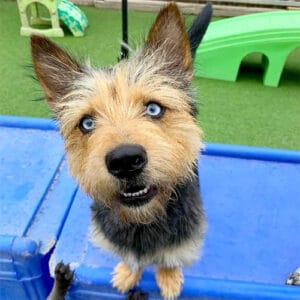 Yorkie Husky Mix | National Canine Research Association Of America