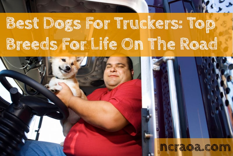 5 Best Dogs For Truckers: Top Breeds For Life On The Road | NCRAOA