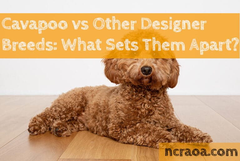 Cavapoo Vs Other Designer Breeds: What Sets Them Apart? | NCRAOA