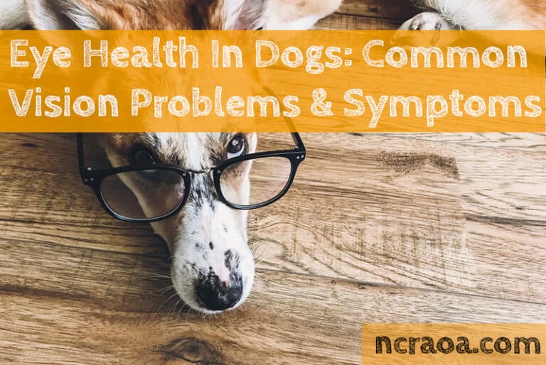 Eye Health In Dogs: Common Vision Problems & Their Symptoms | NCRAOA