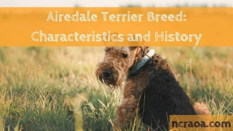 Airedale Terrier Breed: Characteristics And History | NCRAOA