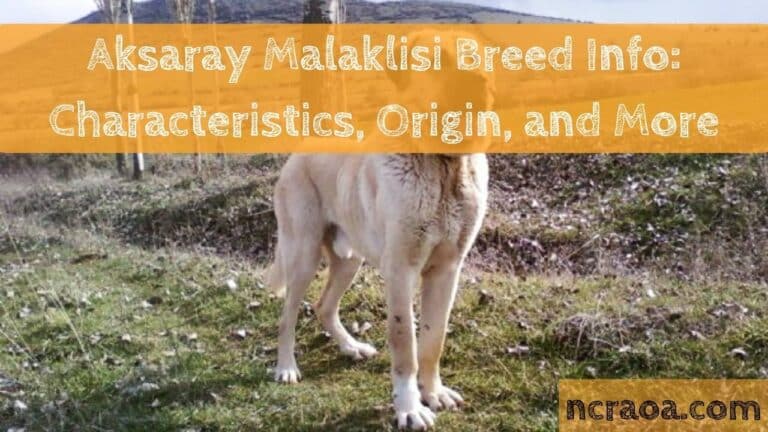 Aksaray Malaklisi Breed: Characteristics And History | NCRAOA