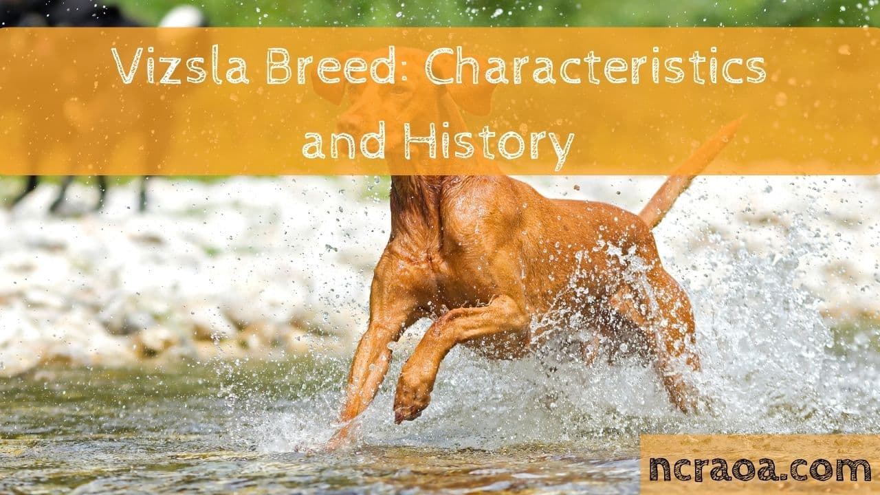 Vizsla Breed: Characteristics And History | NCRAOA