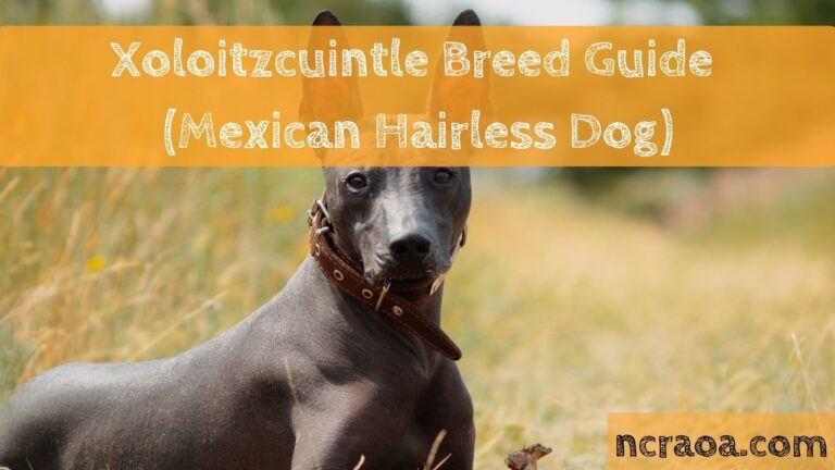 Xoloitzcuintle Breed Guide (Mexican Hairless Dog) | National Canine ...