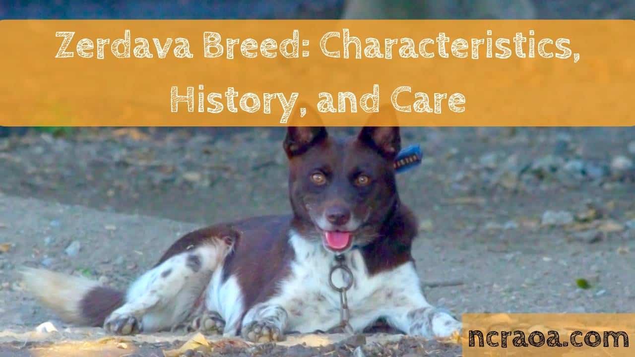 Zerdava Breed: Characteristics, History, And Care | NCRAOA